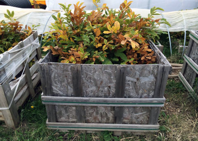 How to Start a Small Permaculture Tree Nursery