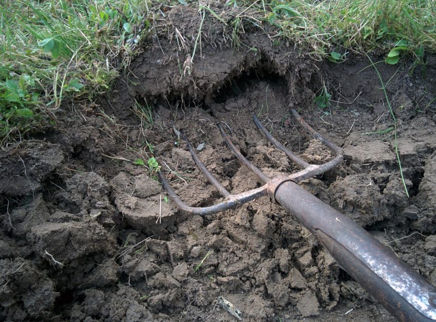 How to Plant an Apple Tree the Right Way - Walden Labs