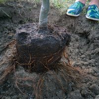 How to Plant an Apple Tree the Right Way - Walden Labs