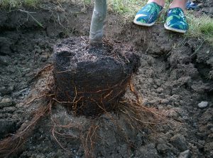 How to Plant an Apple Tree the Right Way - Walden Labs