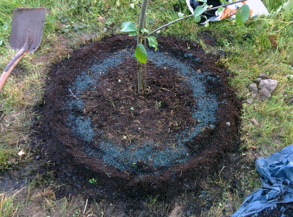 How to Plant an Apple Tree the Right Way - Walden Labs